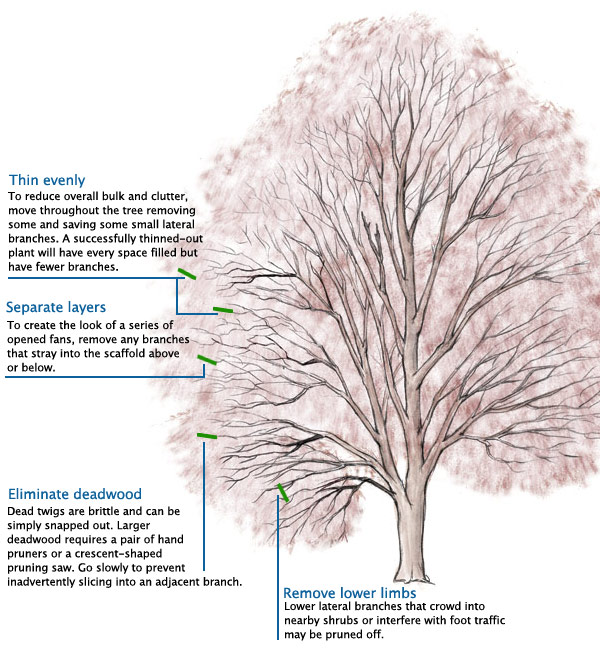 Pruning Japanese Maples Finegardening