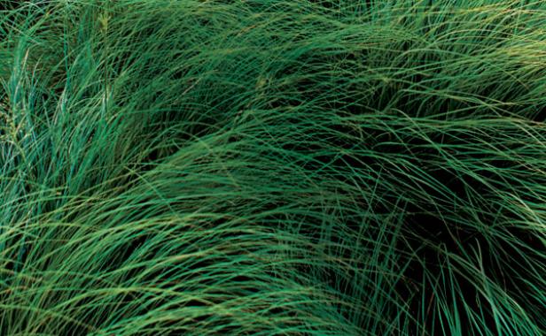 Native Grasses Finegardening